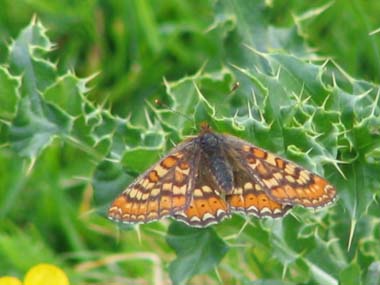 Farming with nature on Dartmoor