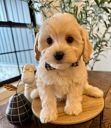 Cavapoochon Puppies in Ohio | Apricot Lane Puppy - Premium Breeder