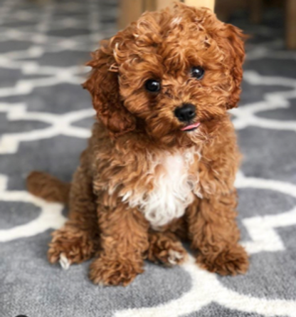 Cavapoochon Puppies for Sale | Apricot Lane Puppy