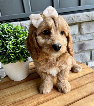 Cavapoochon Puppies in Ohio | Apricot Lane Puppy - Premium Breeder