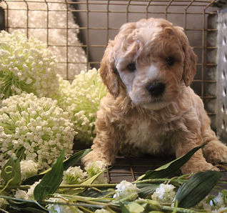 Cavapoochon Puppies | Apricot Lane Puppy