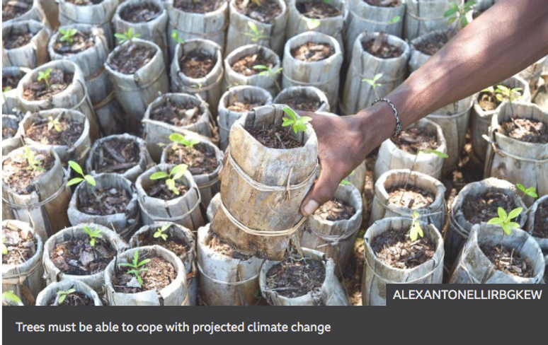 Scientists address myths over large-scale tree planting