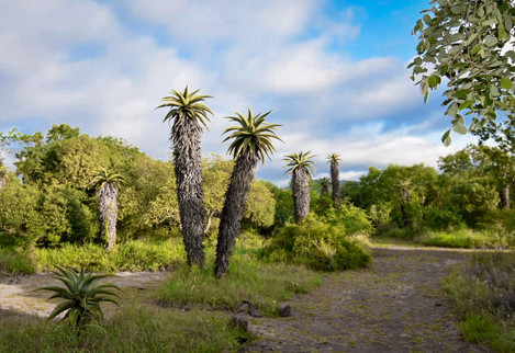 Gallery | SomkhandaGameReserve