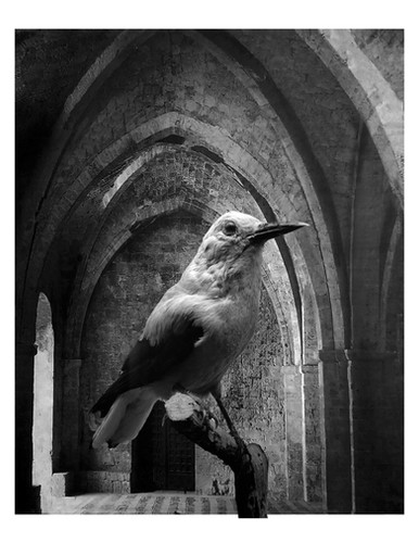 Shotola-Hardt: Sanctified, No.13 (Clark’s Nutcracker) | Blackfish Gallery