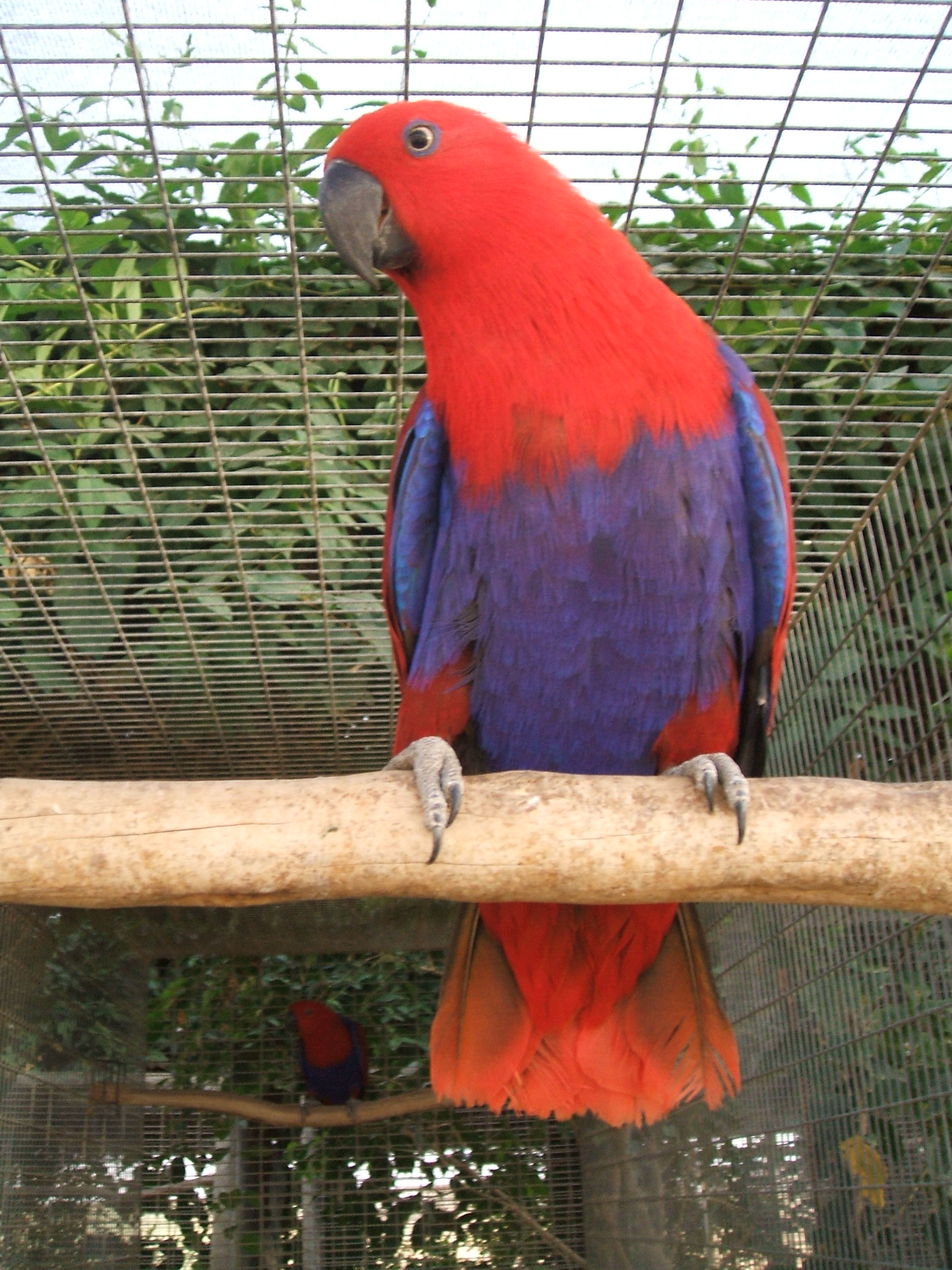 Exotic birds | Phoenix Farm, Ornamental fish farming | Israel