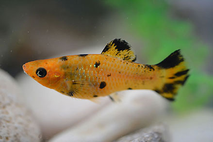 Molly | Phoenix Farm