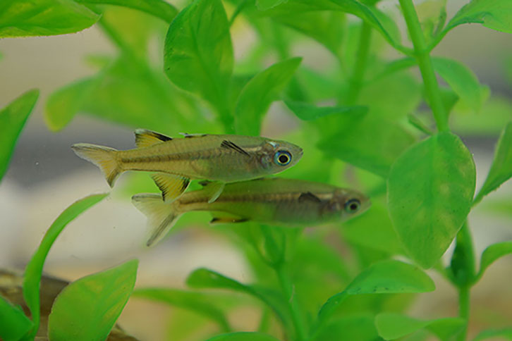 Rainbow Fish | Phoenix Farm