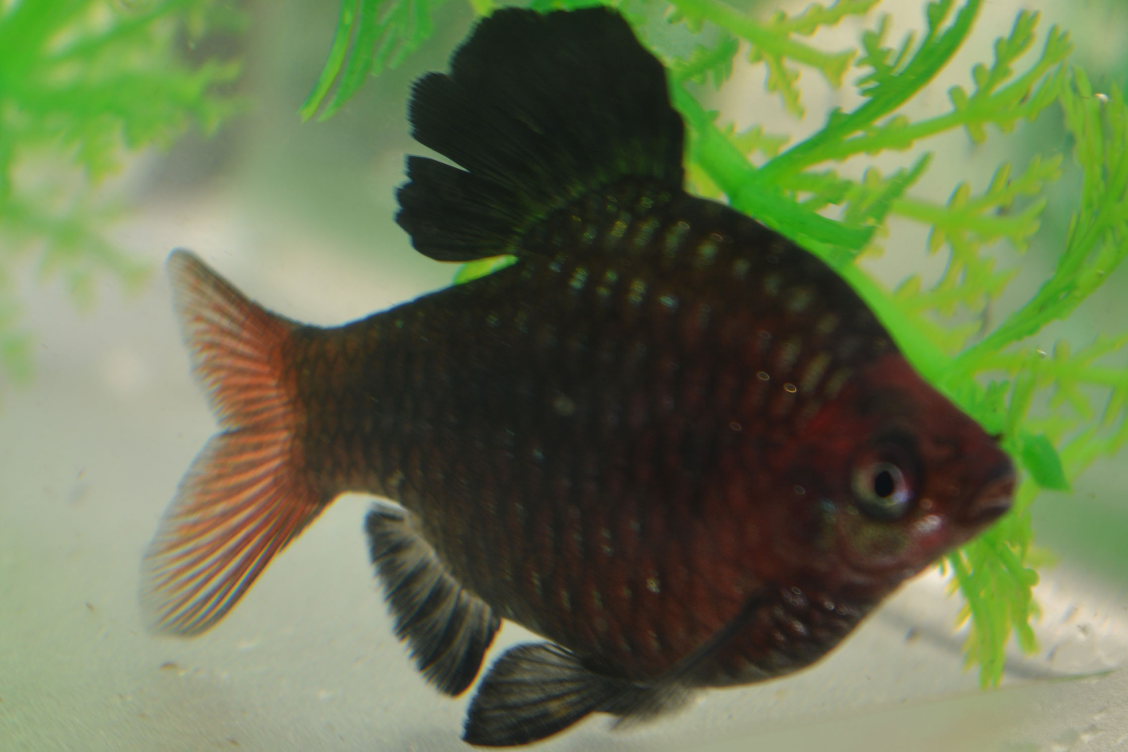 Barbs | Phoenix Farm