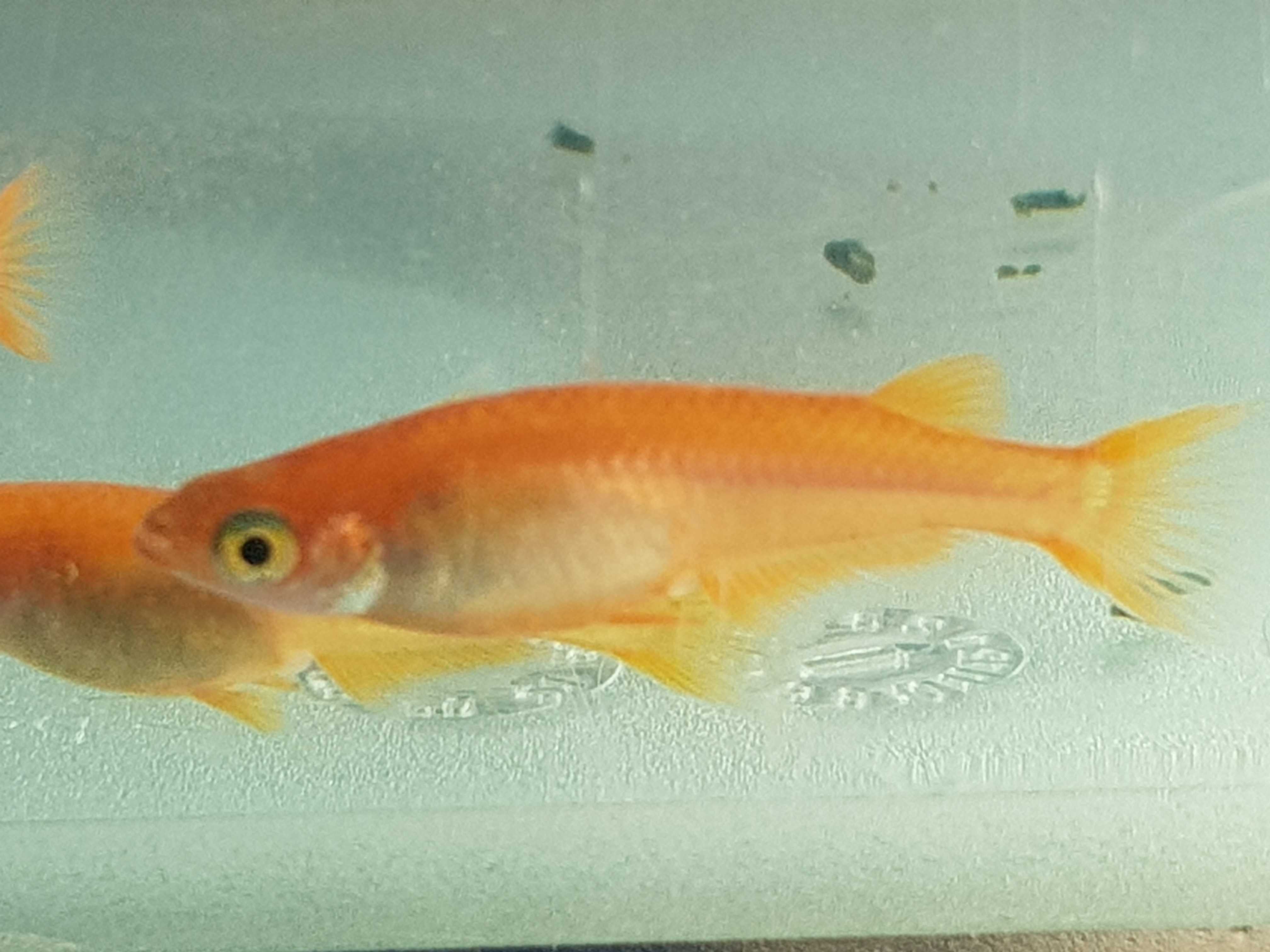 Medaka Fish | Phoenix Farm