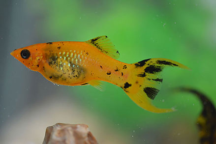 Molly | Bio Secure | Phoenix Farm, Ornamental fish farming | Israel