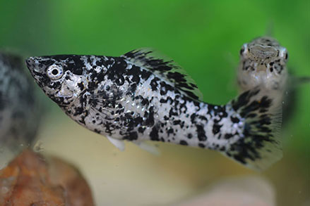 Molly | Phoenix Farm