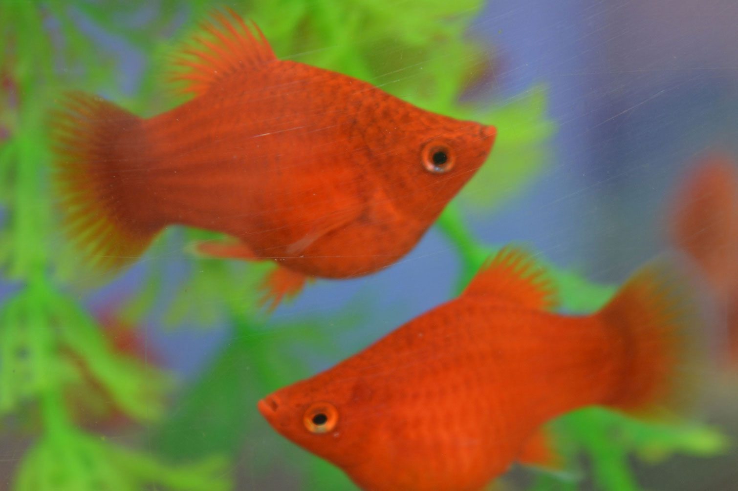 Platy | Phoenix Farm