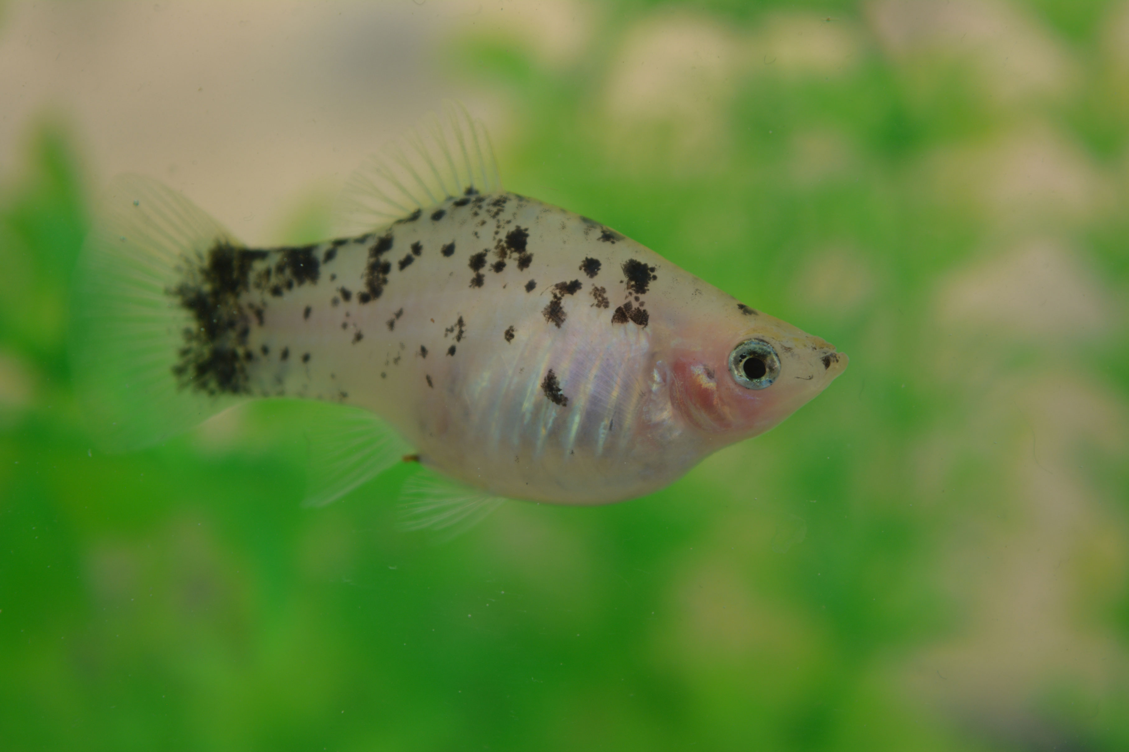 Platy | Phoenix Farm