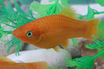 Molly | Phoenix Farm