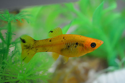 Molly | Phoenix Farm