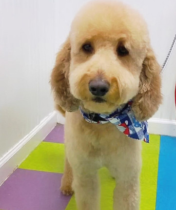 Home | Shampooch Grooming