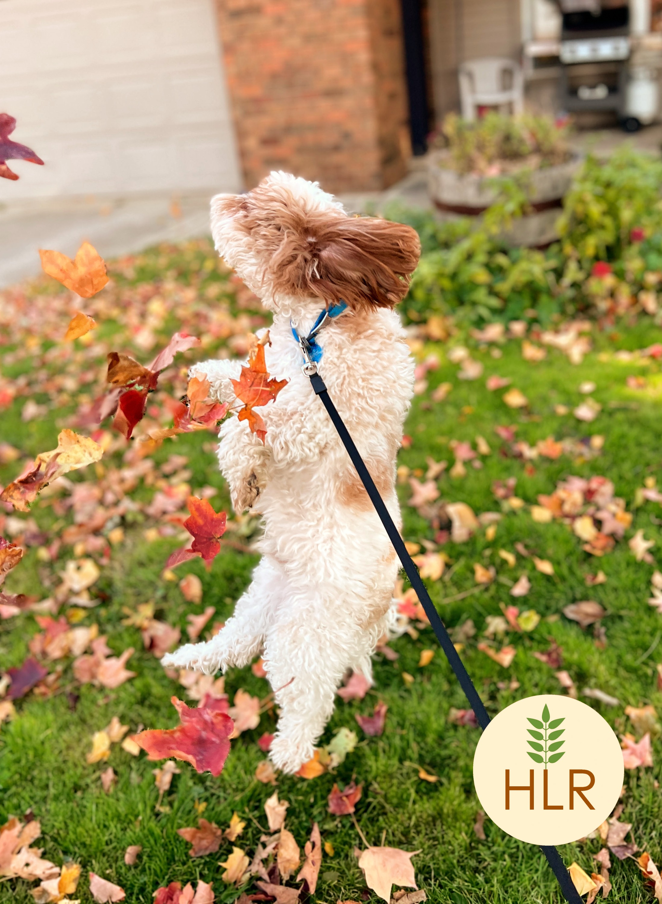 Everything You Want to Know About Cavapoos