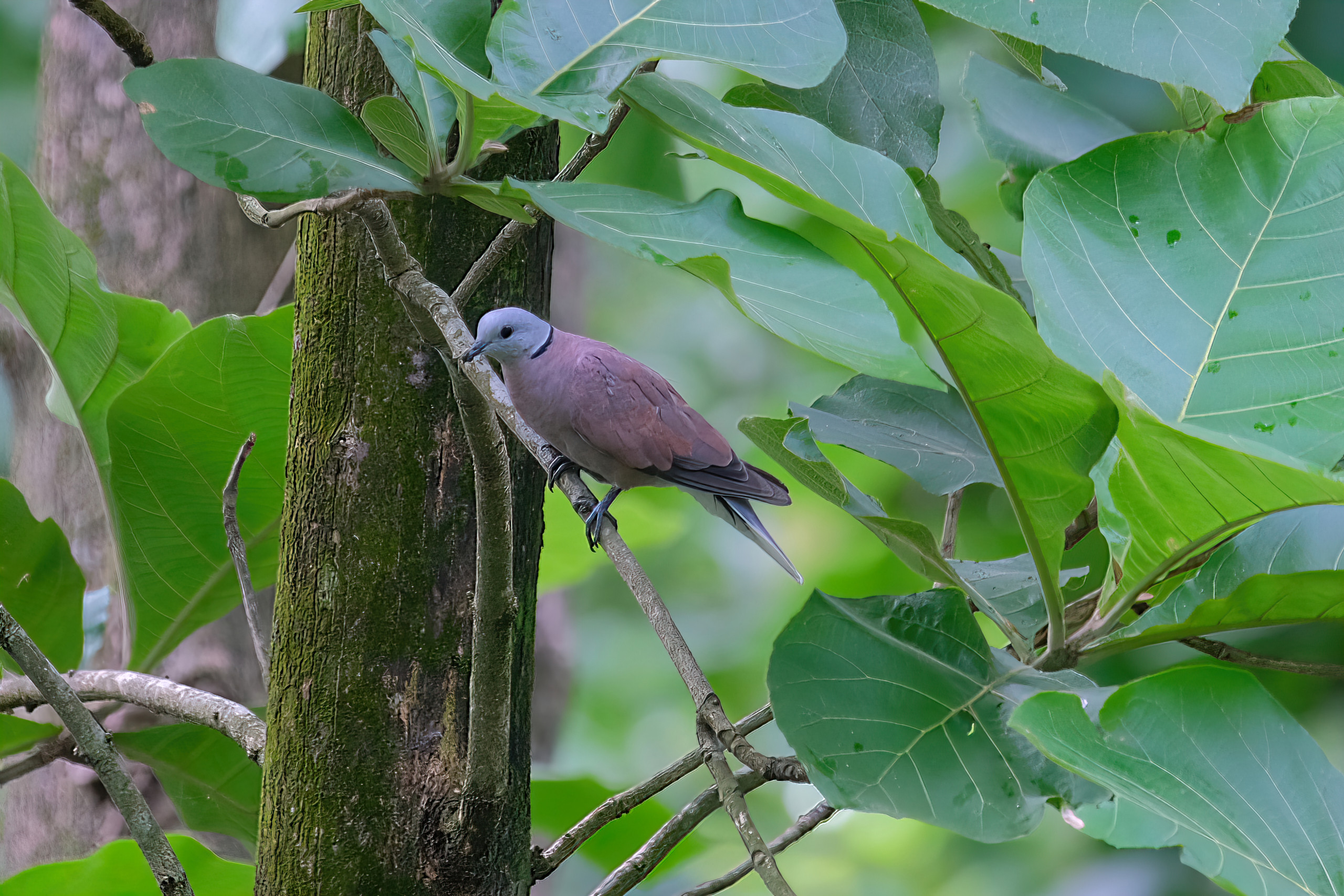 KChak Photography - birds : Red collared dove
