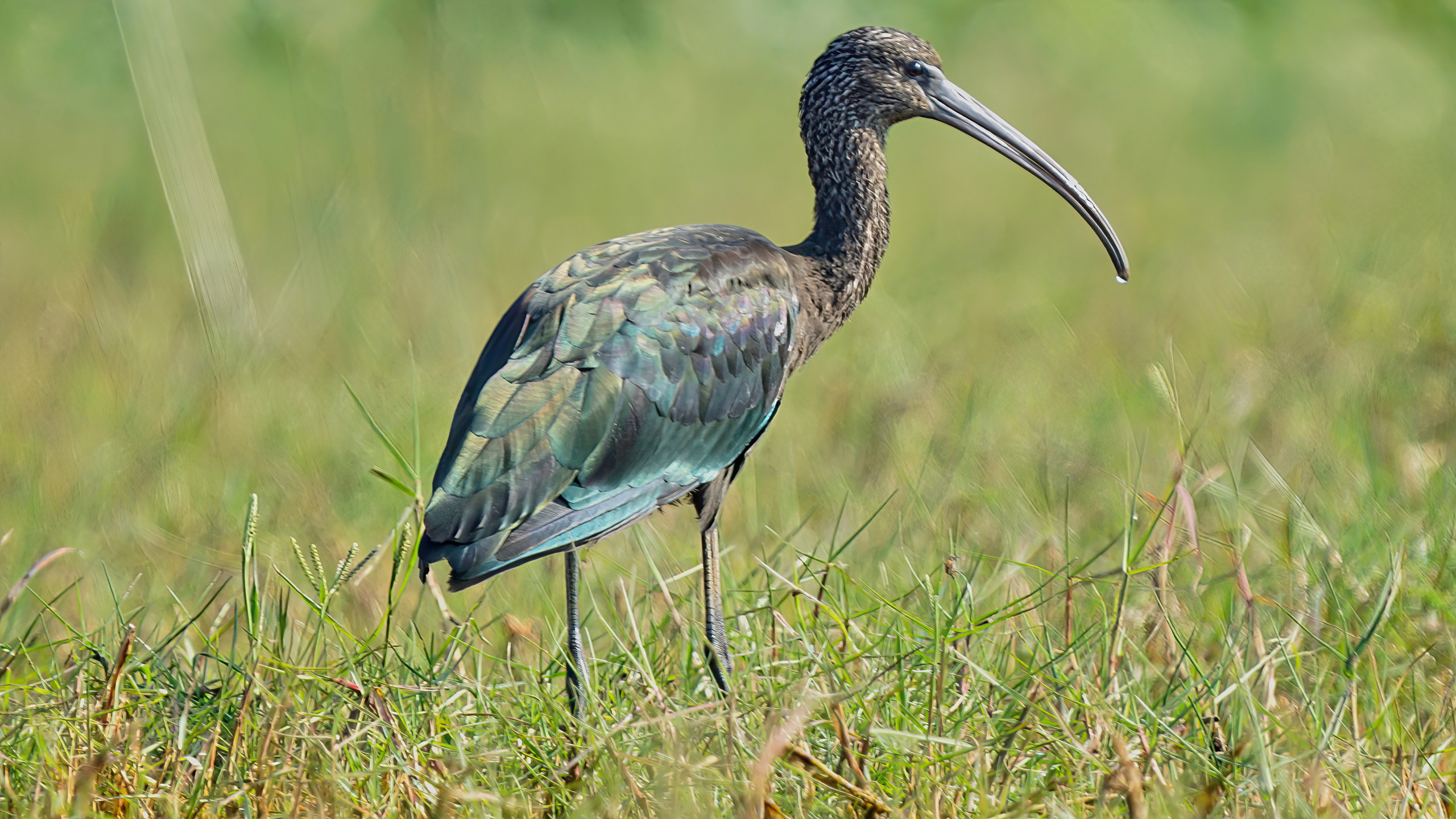 KChak Photography - birds, ibis : Glossy Ibis