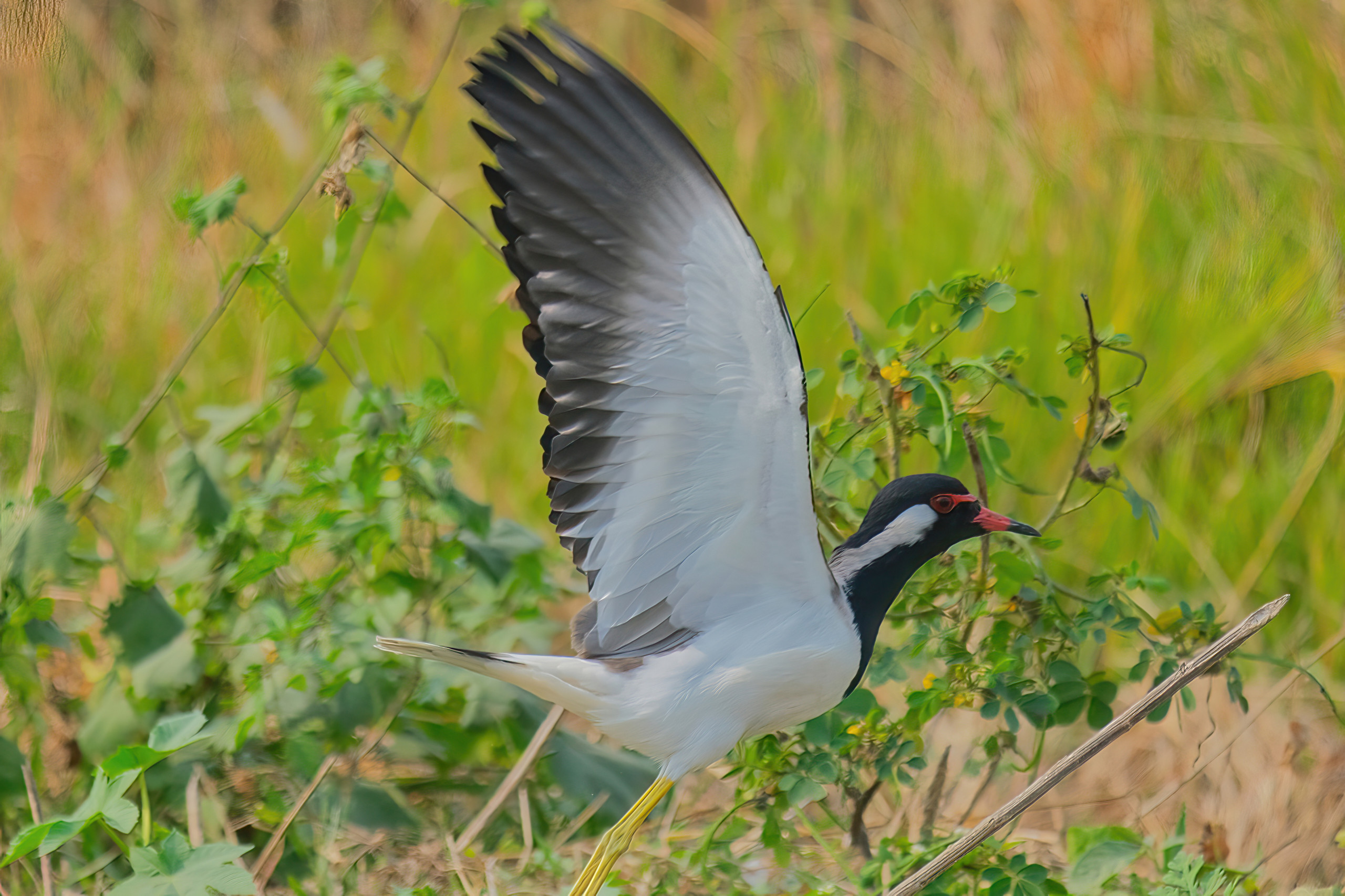 KChak Photography - birds, lapwings : Red-wattled Lapwing