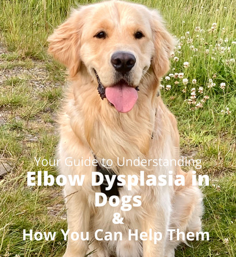 PhysioMyDog Elbow Dysplasia in Dogs & How You Can Help Them | PhysioMyDog