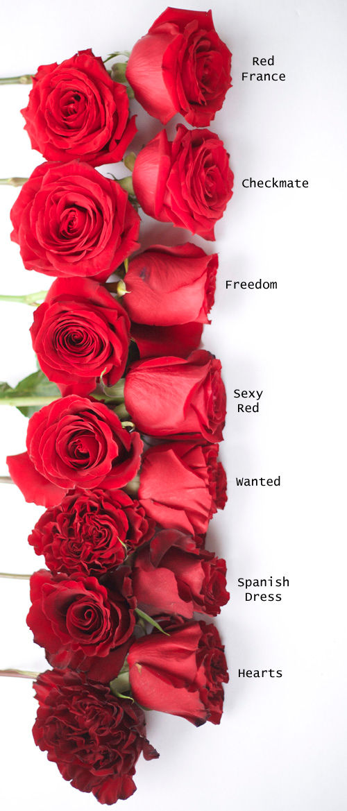 The Secrets behind Rose colours...