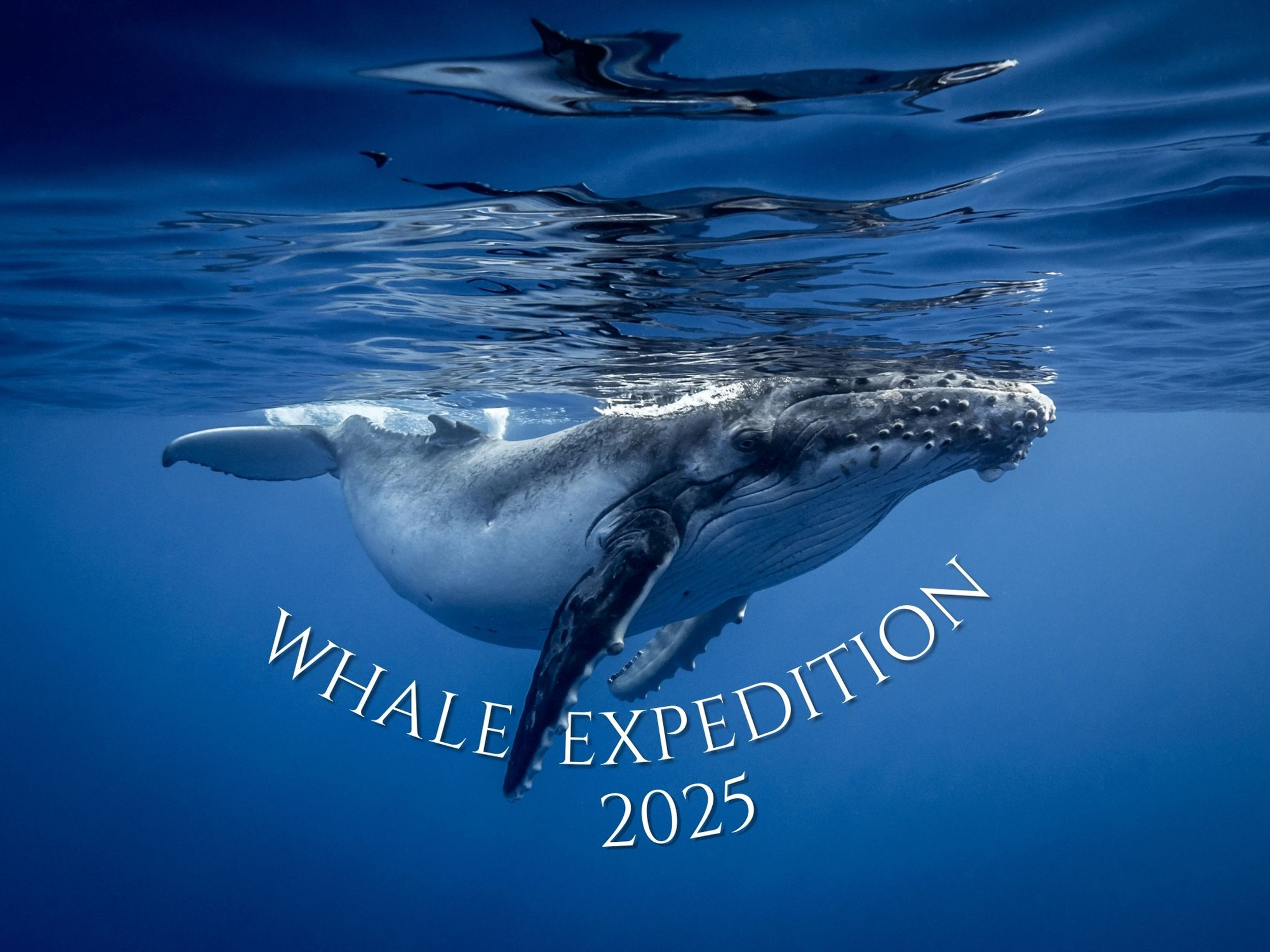 Whale Expedition 2025 | Joeva Photo