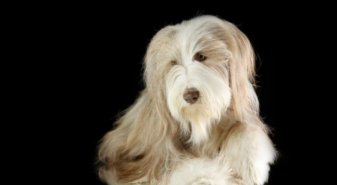 Columbus' Best Dog Destination Winner