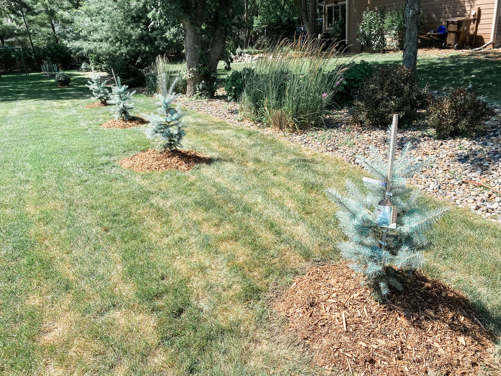 How I'm Starting a Natural Privacy Fence by Planting Evergreen Trees