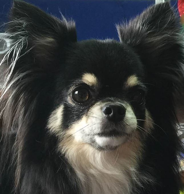 Loki wins Pet of the Year title for the 3rd Time