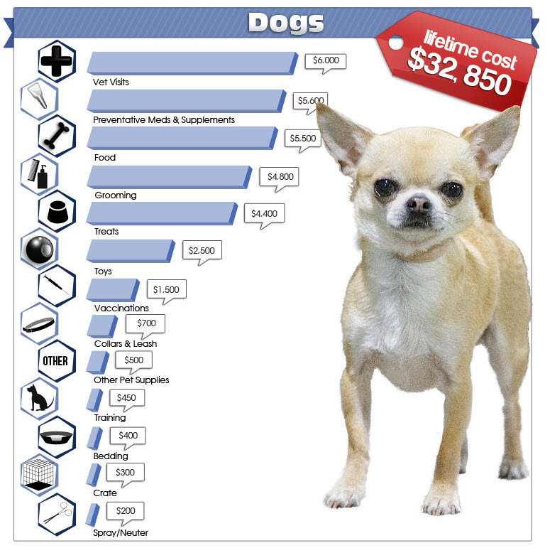 It might surprise you to discover how much it costs to own a dog