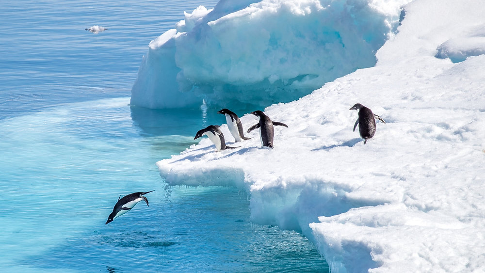 Blue Tick, Red Flags: Filmmakers and Scientists Warn Against Krill ...