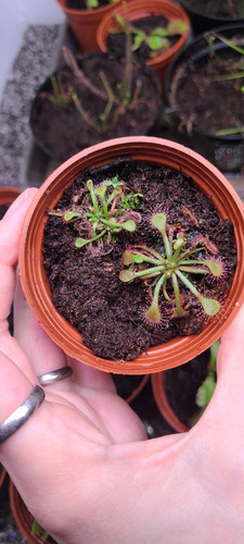 Drosera Capillaris | Dirt And Dionysus