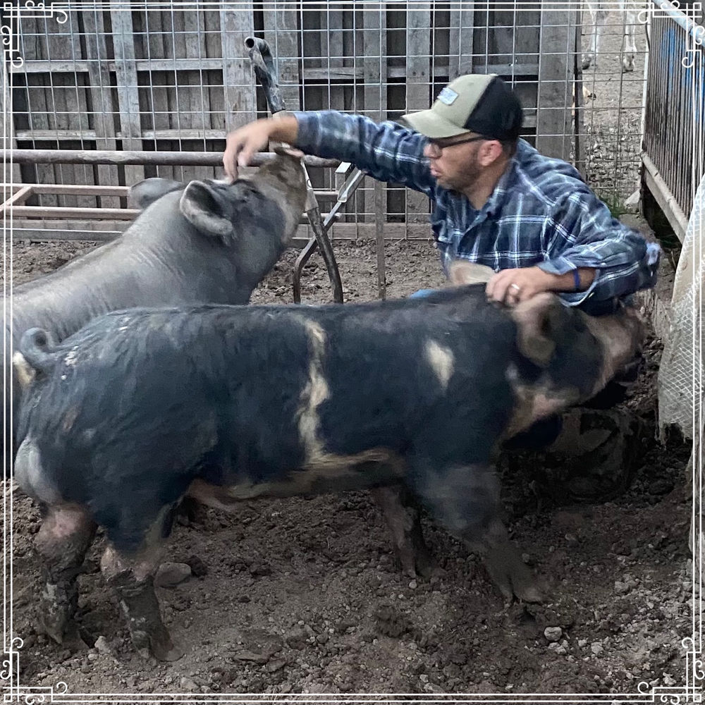 Why & How to Castrate a Boar