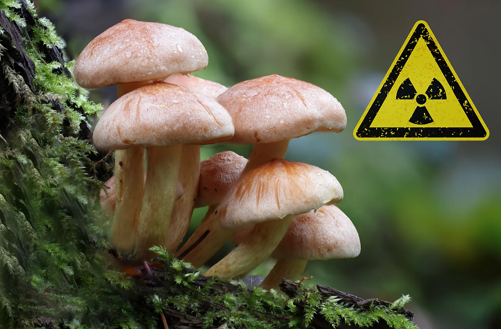 Fungi That Eats Up Radioactive Materials!!