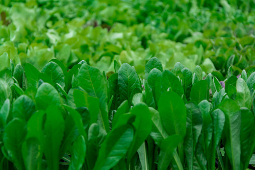 Chicory Microgreens | NorthTexasMicrogreen