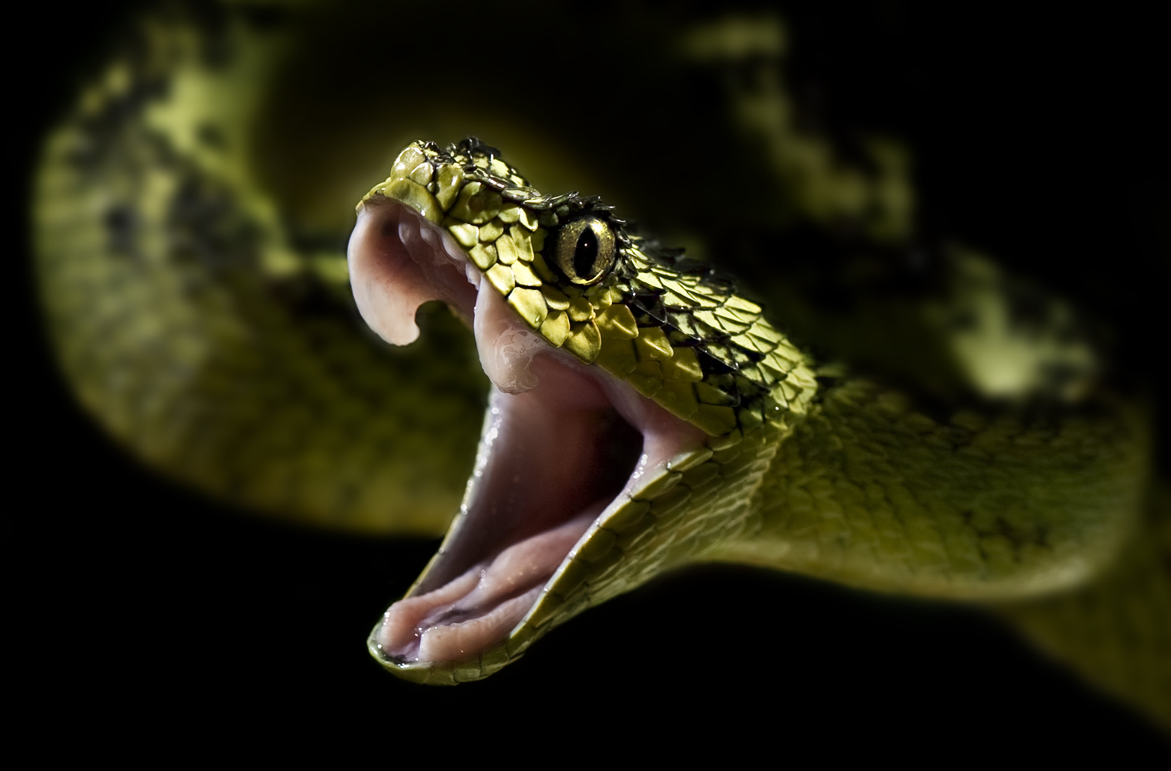 SCHLANGENFOTOS - FOTOGRAF ANDY HUNGER