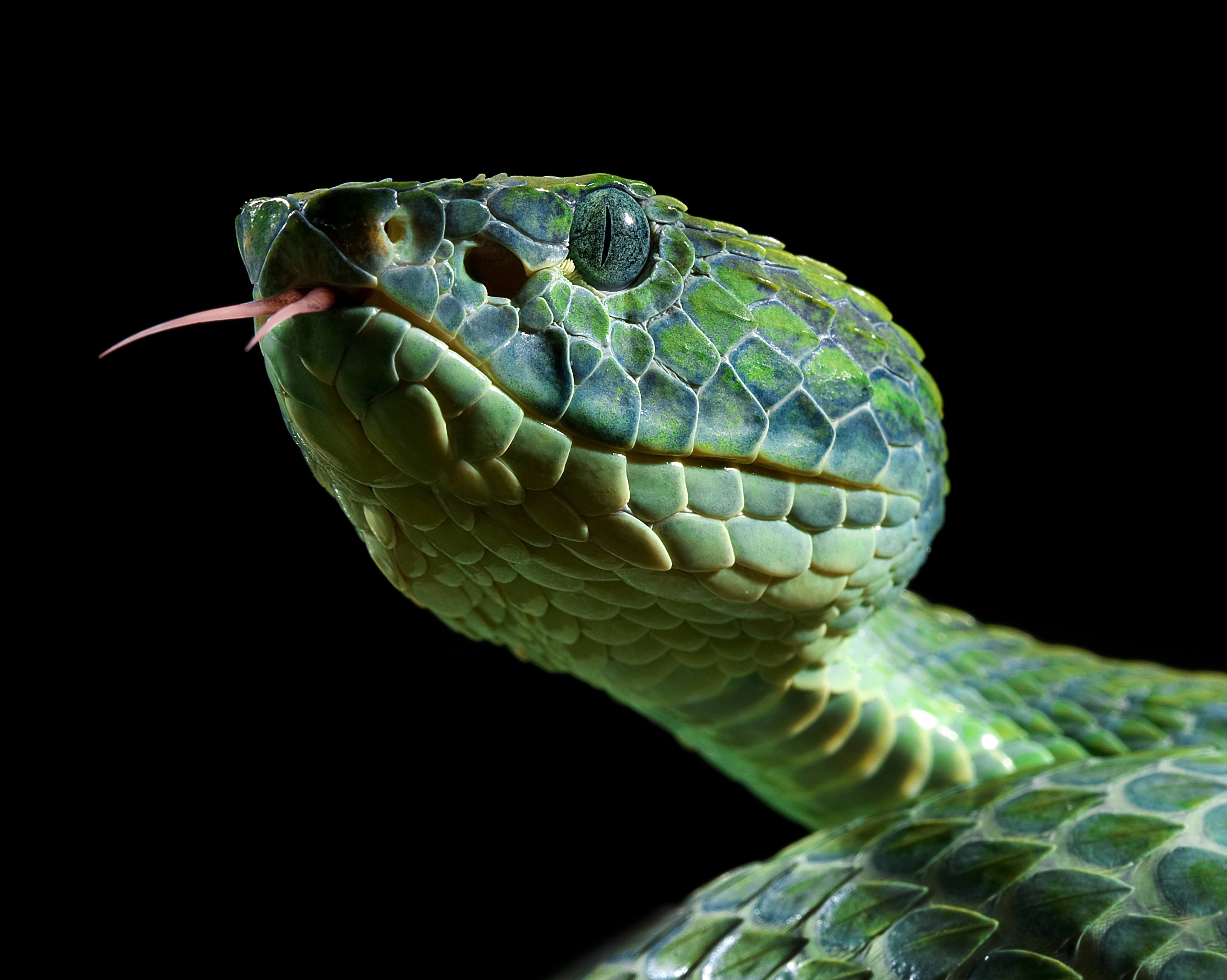 SCHLANGENFOTOS - FOTOGRAF ANDY HUNGER