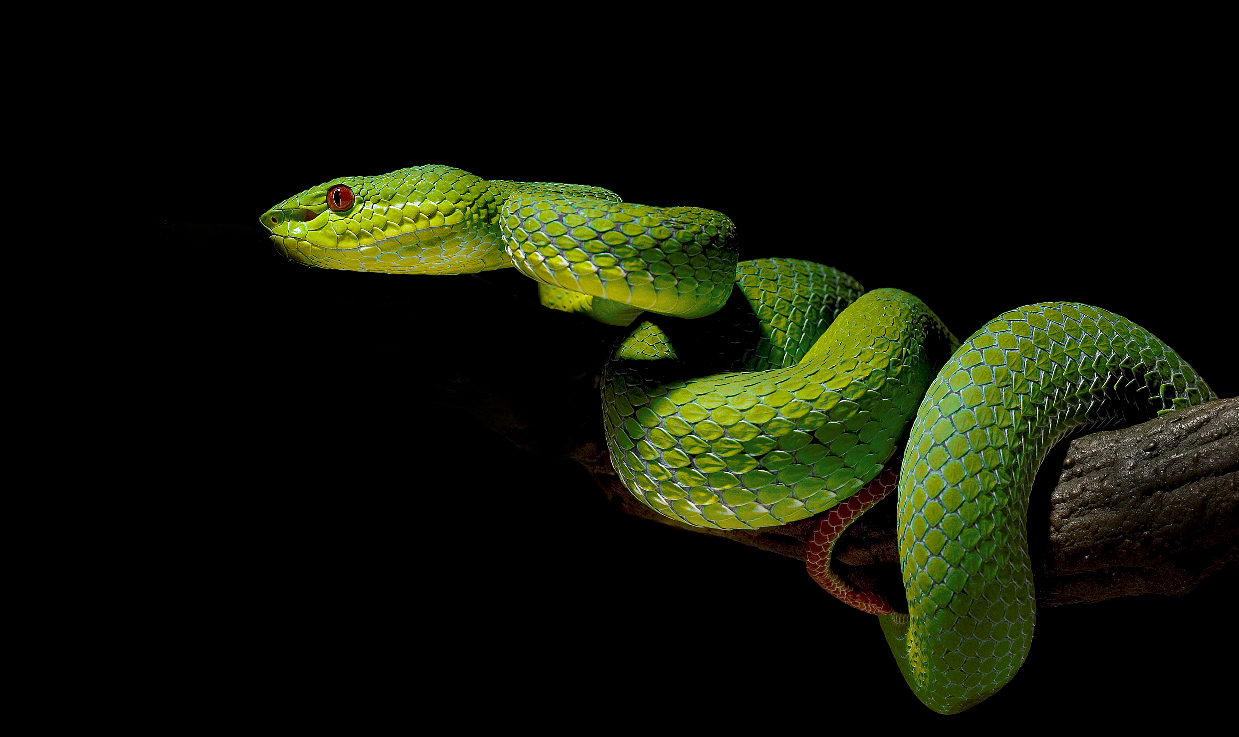 SCHLANGENFOTOS - FOTOGRAF ANDY HUNGER