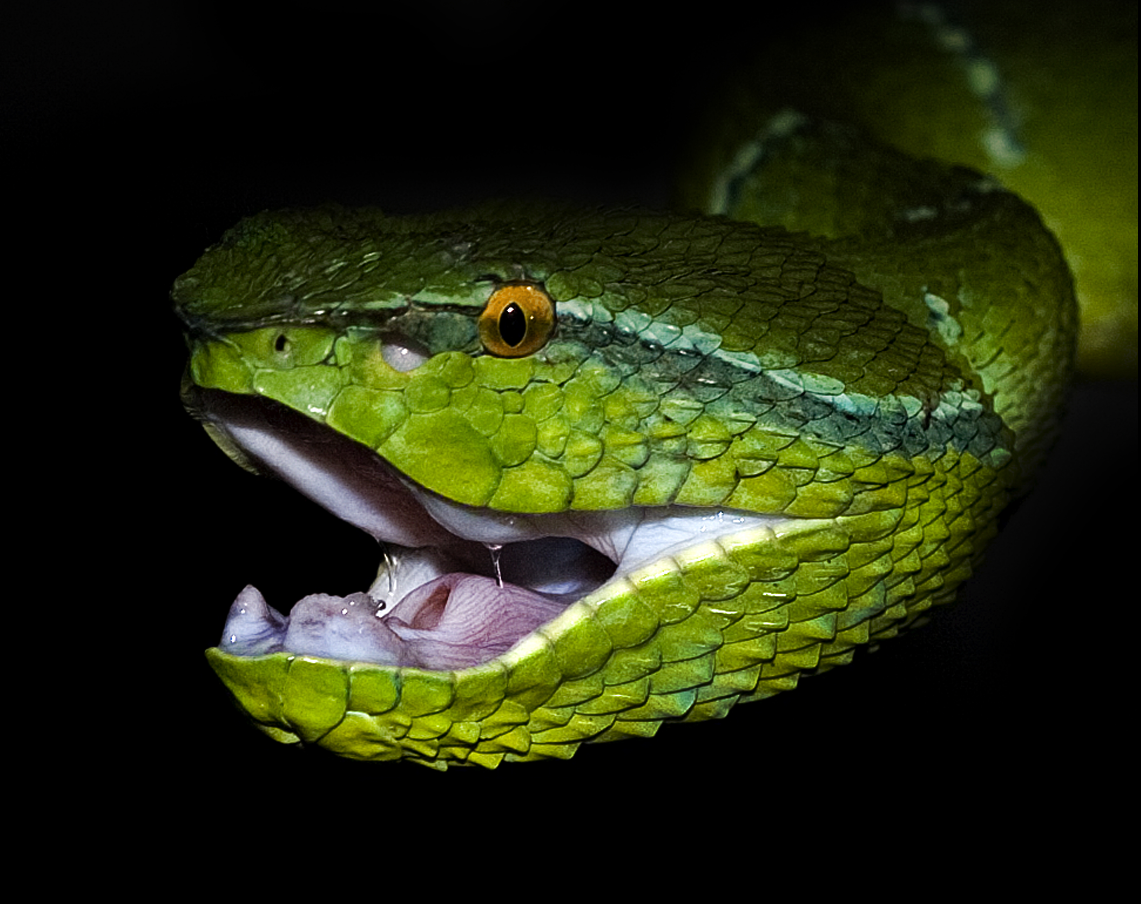 SCHLANGENFOTOS - FOTOGRAF ANDY HUNGER