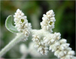 Dasapushpam | Ingredients