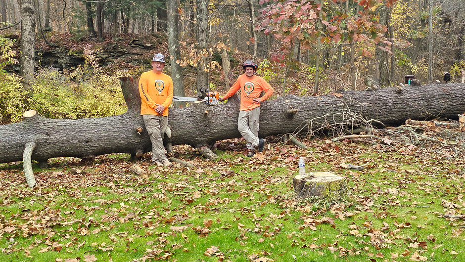 Tree Service | Royal Oak Tree Services