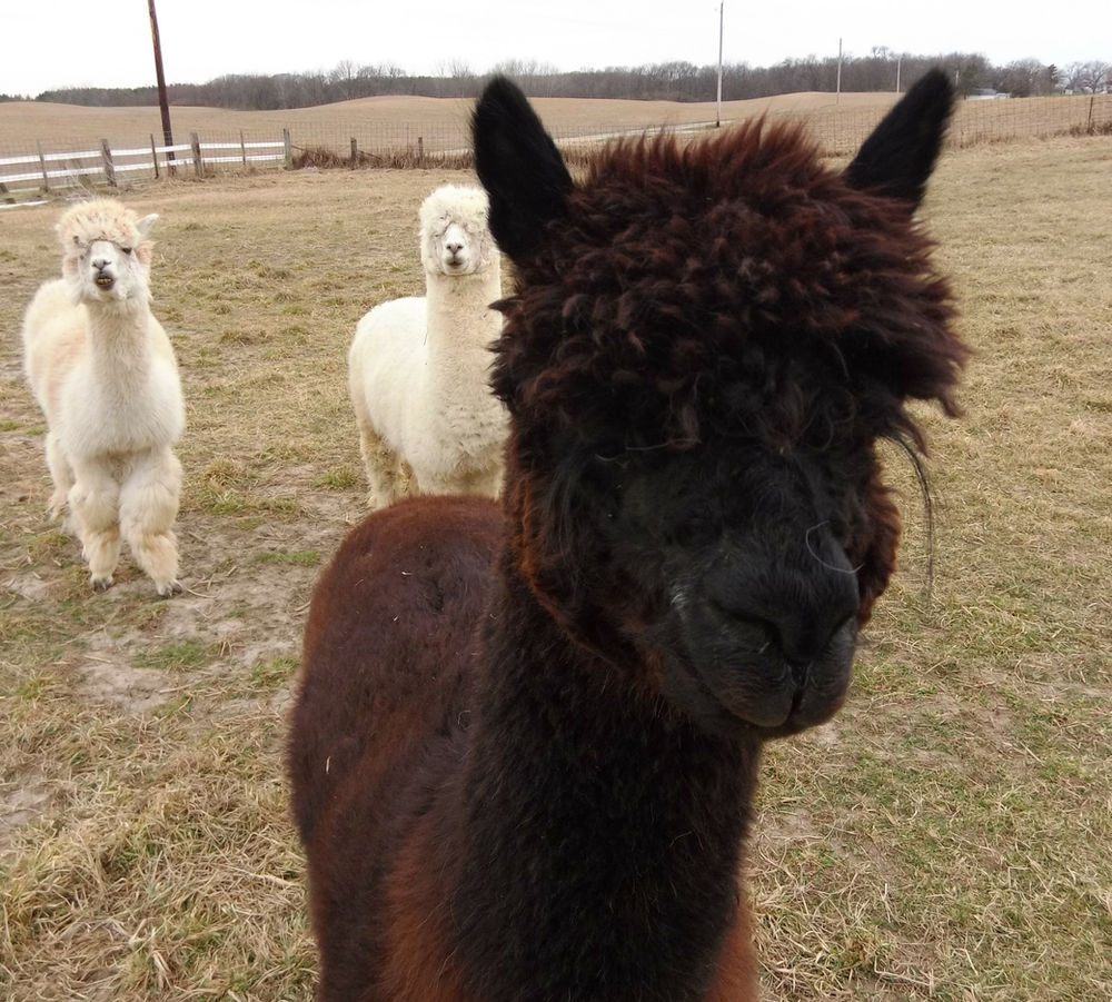All About Alpacas Pt 2