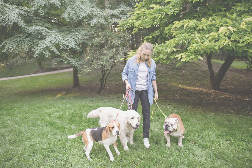 No Poop To Scoop | Pet Waste Removal