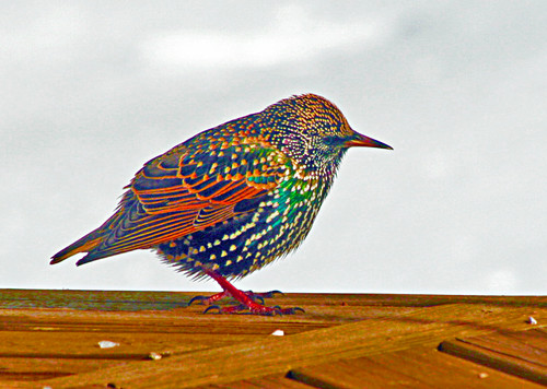 EUROPEAN STARLING