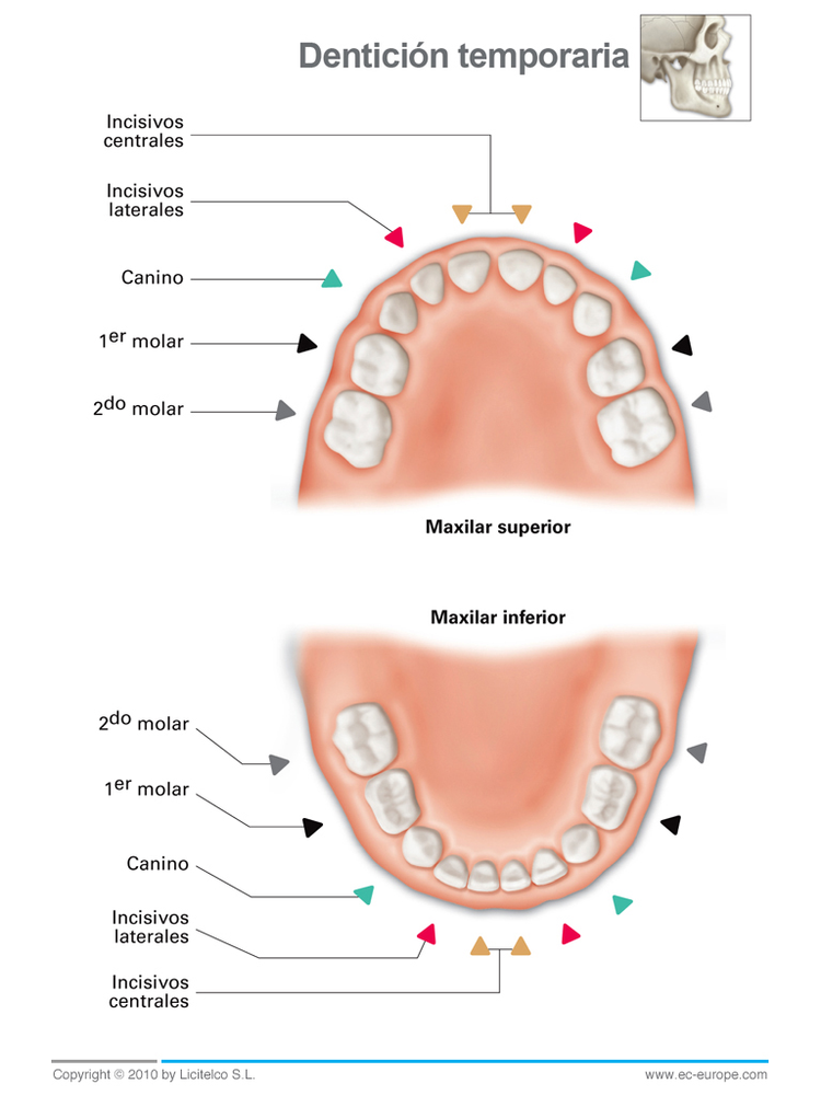 TIPOS DE DENTICIONES