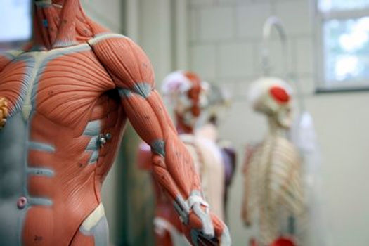 לשמור על השרירים! | עדינה בכר - דיאטנית סוכרת ותזונה קטוגנית