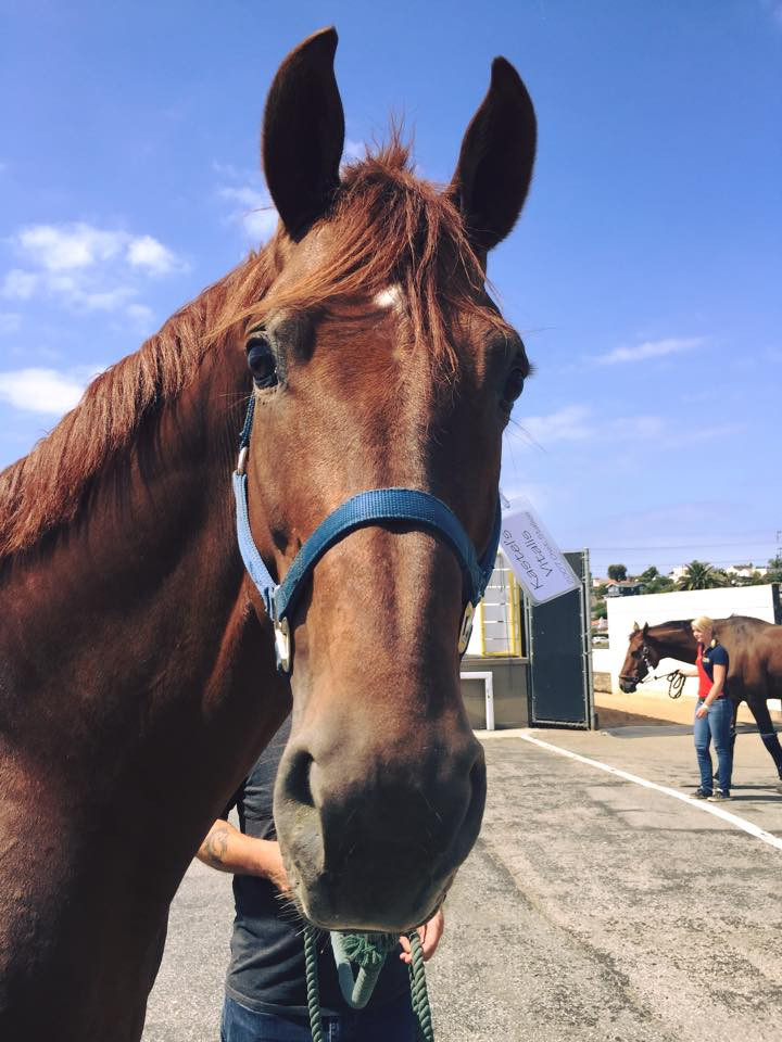 Apollo Equine | Equine Air Transport