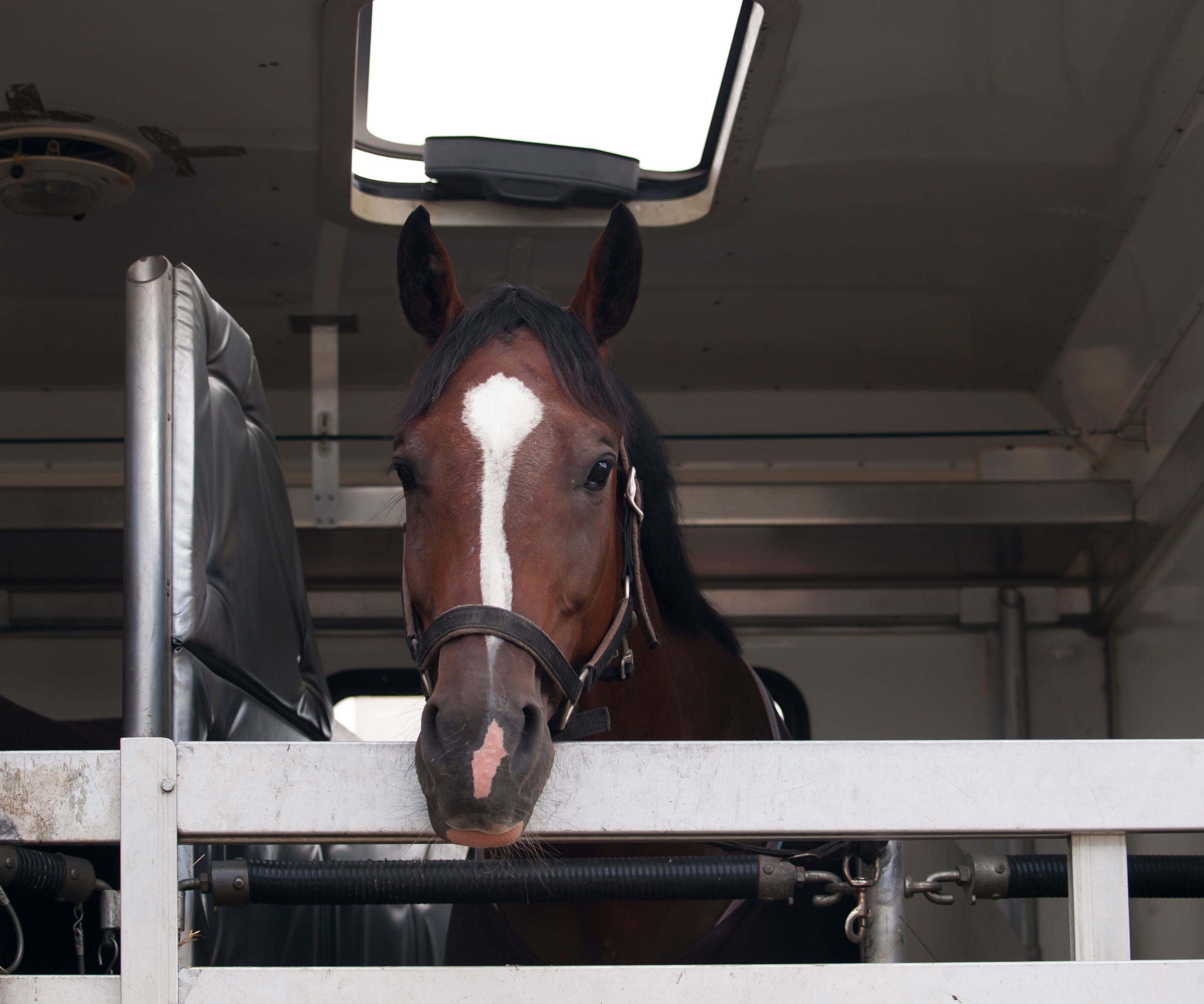 Apollo Equine | Equine Air Transport