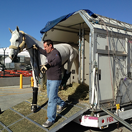 Apollo Equine | International & Domestic Horse Air Transport
